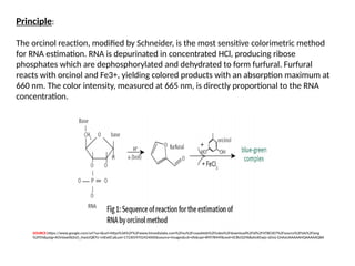 Extraction and estimation of the nucleic acid-.pptx