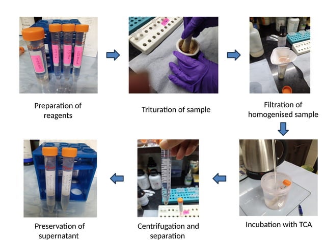 Extraction and estimation of the nucleic acid-.pptx | Chemistry | Science