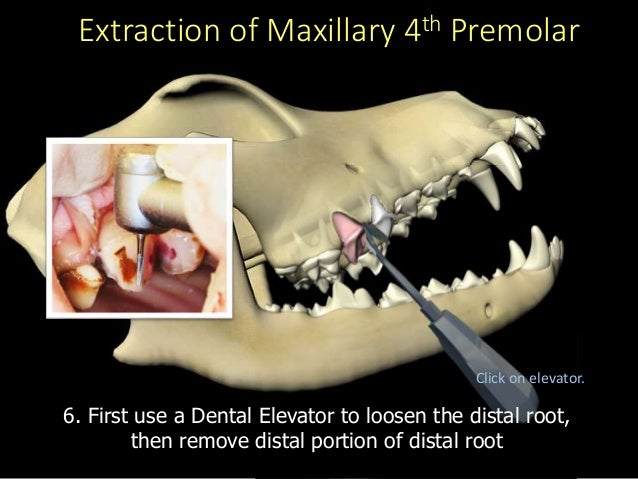 Extraction canineupm4a