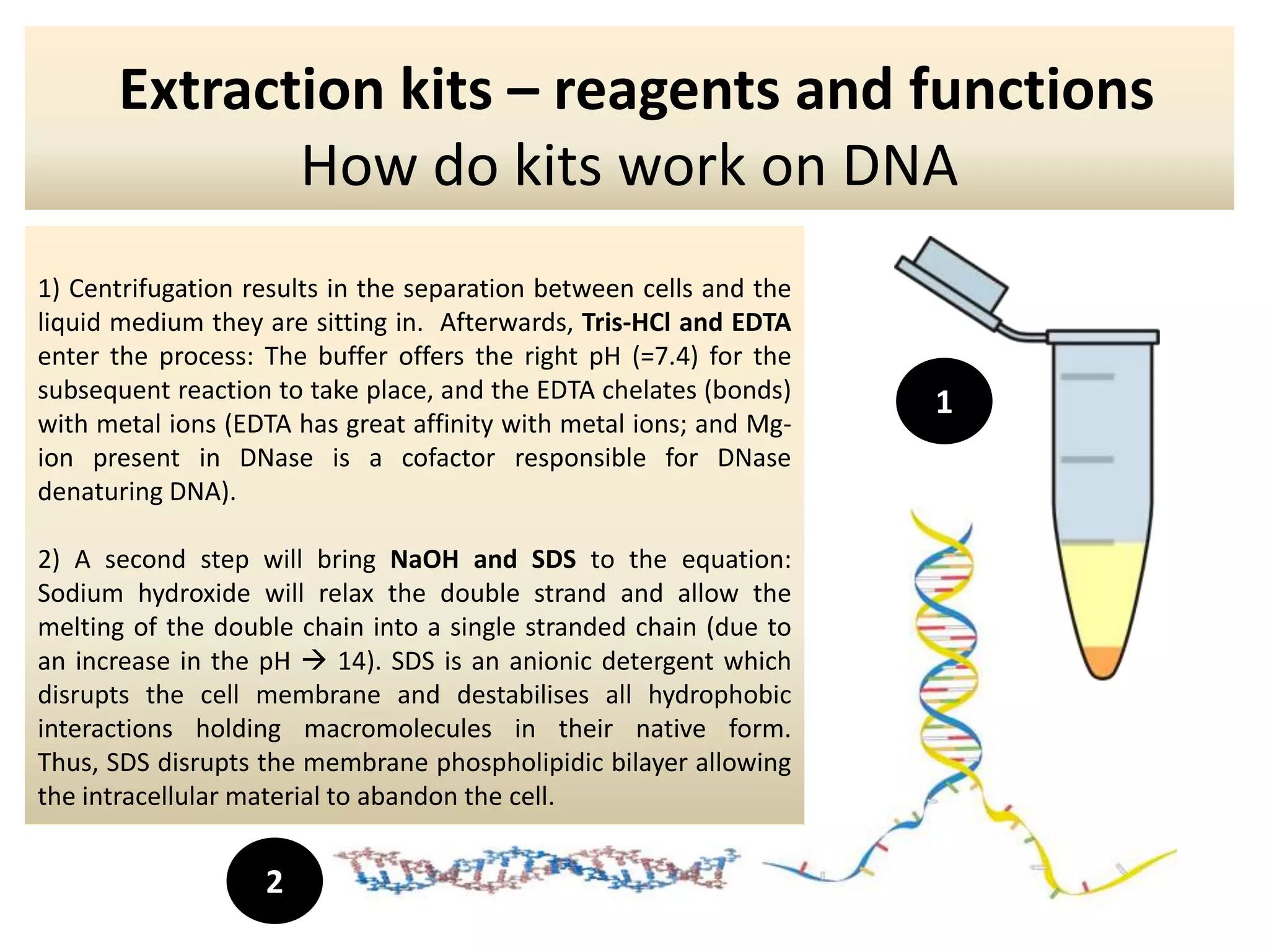 Extraction kits – how do kits work on dna | PPT