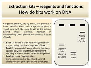 Extraction kits – how do kits work on dna | PPT