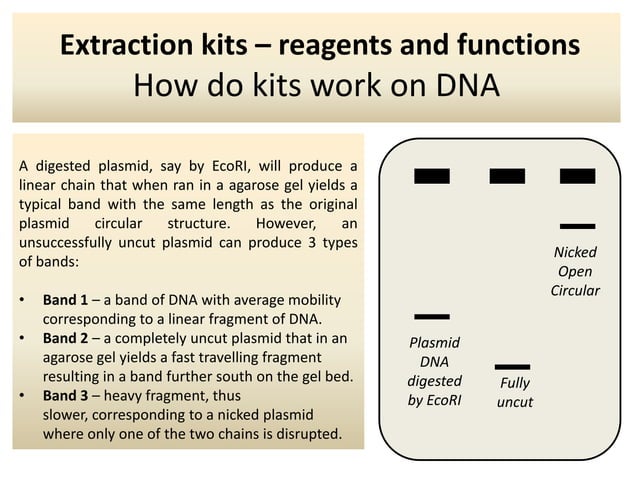 Extraction kits – how do kits work on dna | PPT