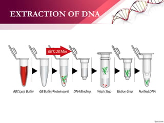 EXTRACTION OF DNA FROM BLOOD kit method | PPTX