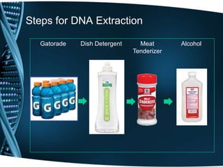 Extraction of DNA from human cheek cells | PPTX