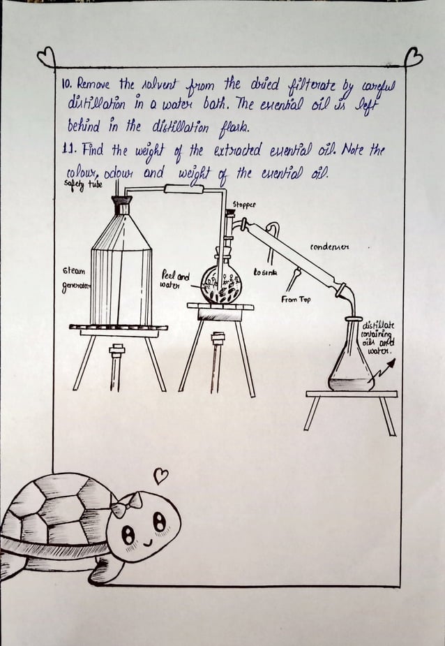 Extraction of Essential Oils-INVESTIGATORY PROJECT(CBSE Class 12 ...