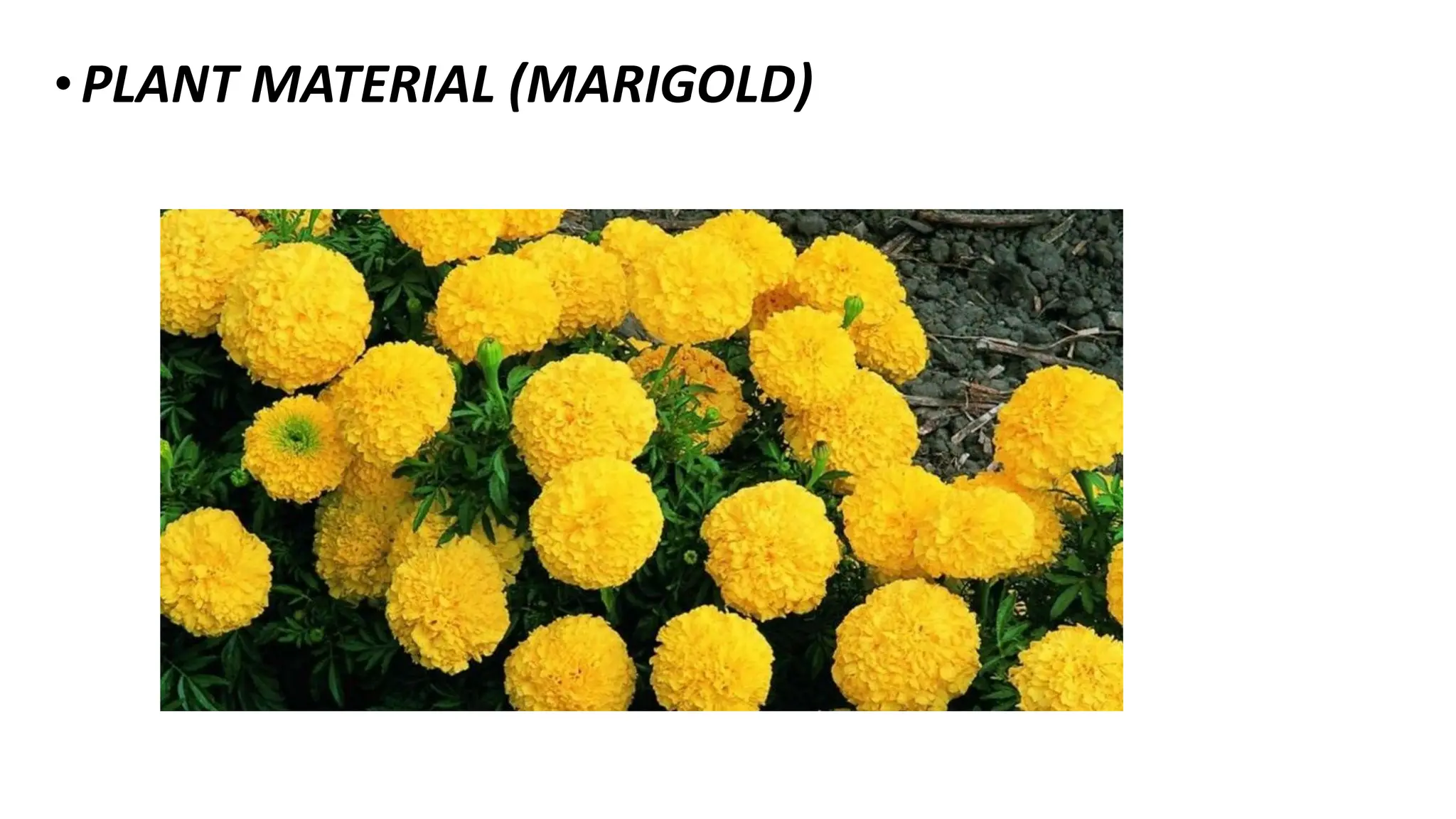 Extraction of Marigold Attar.pptx