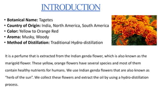 Extraction of Marigold Attar.pptx