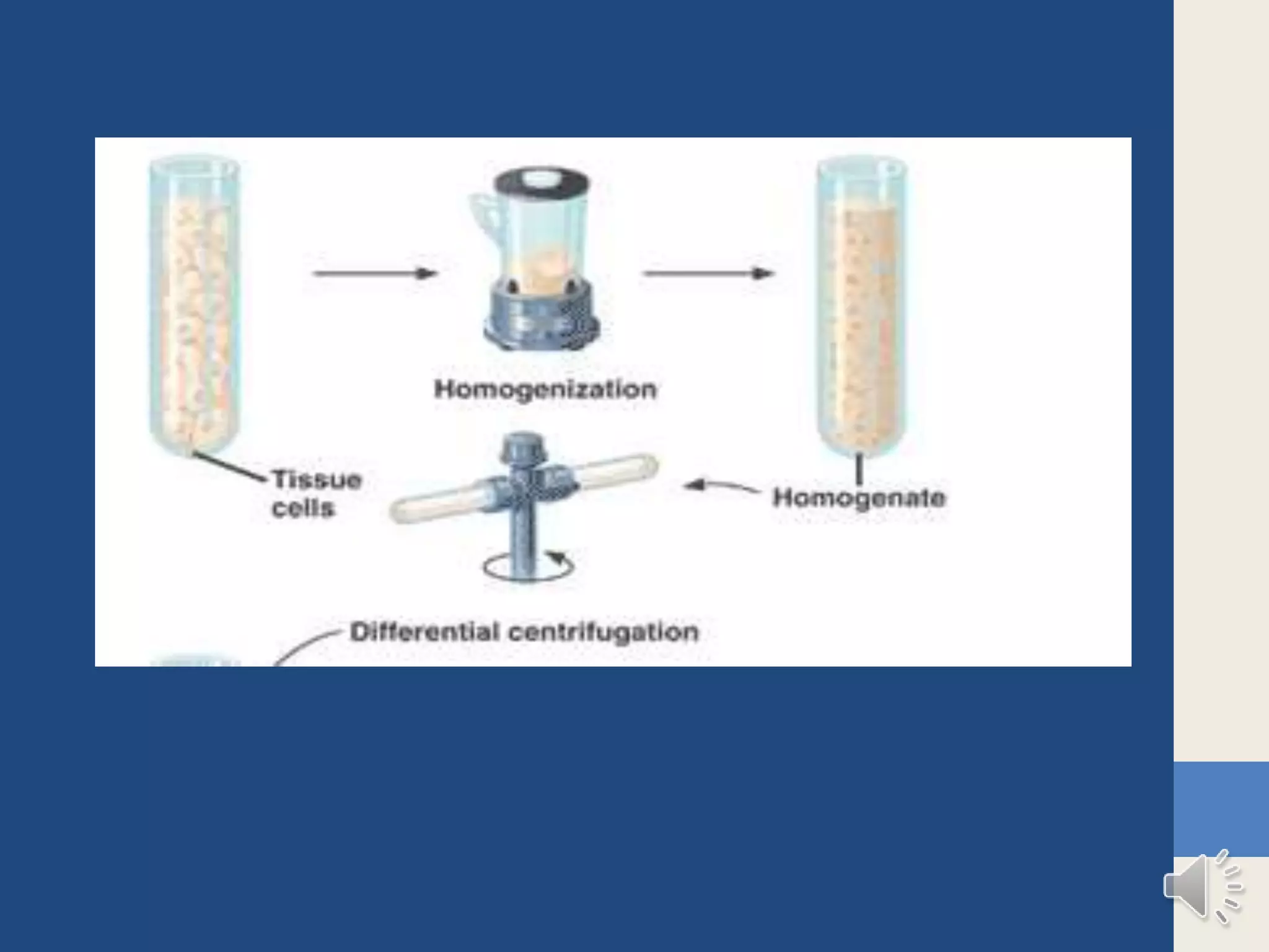 Extraction techniques(cell fraction filtration distellation soxhlet ...