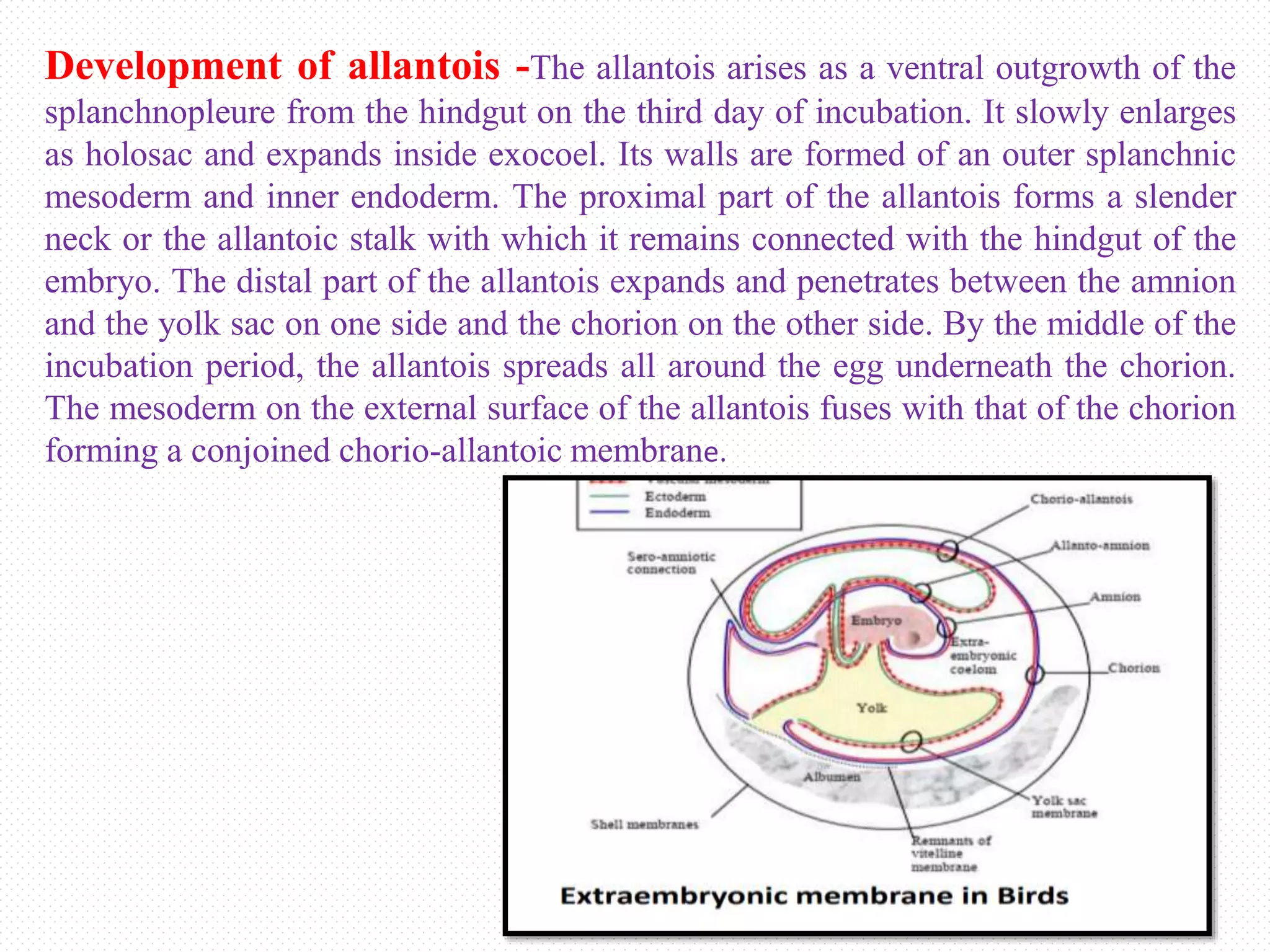Extra embryonic membrane in chick, Types, Developments, Functions | PPTX