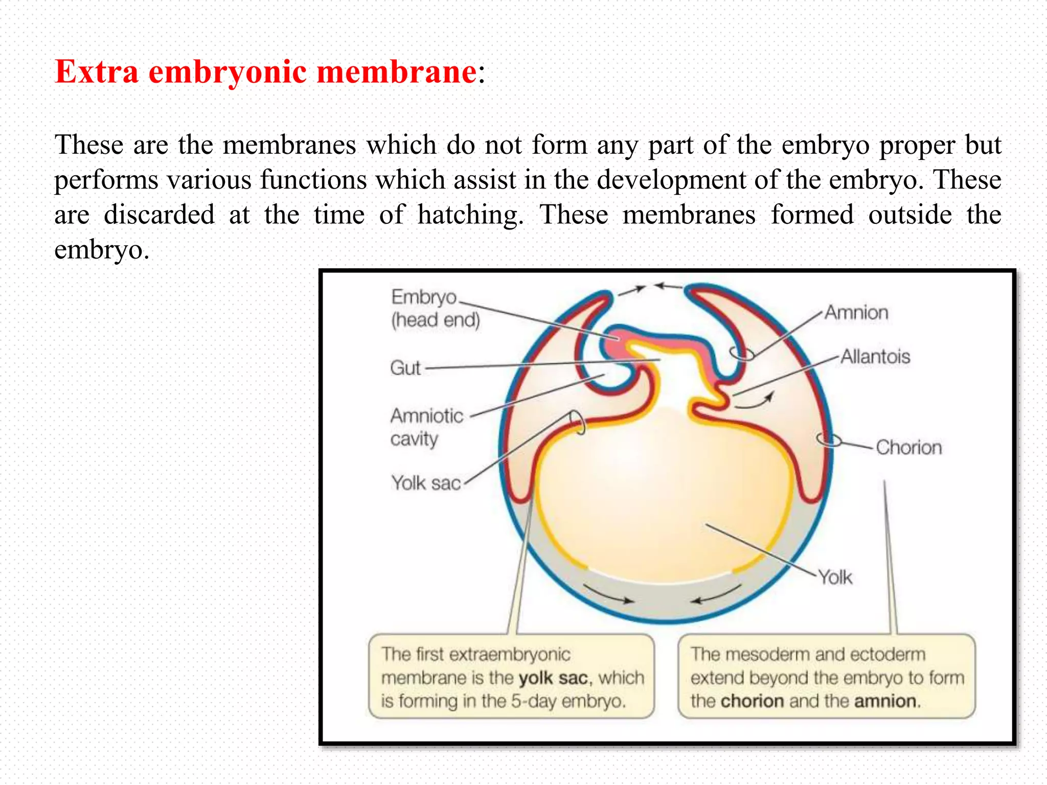 Extra embryonic membrane in chick, Types, Developments, Functions | PPTX