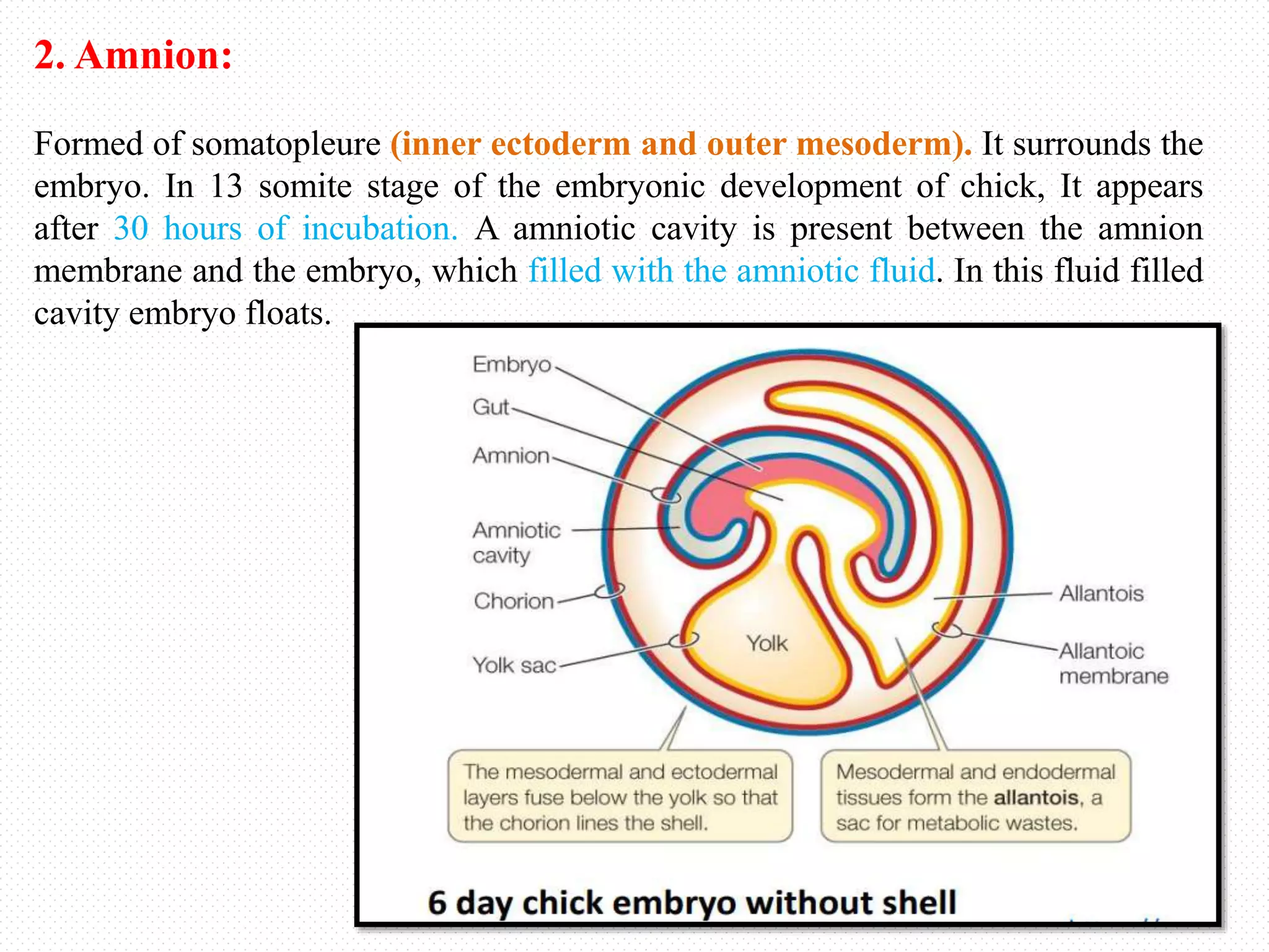 Extra embryonic membrane in chick, Types, Developments, Functions | PPTX