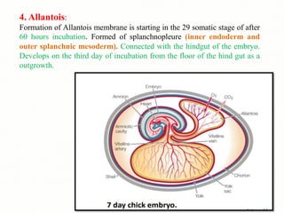 Extra embryonic membrane in chick, Types, Developments, Functions | PPT