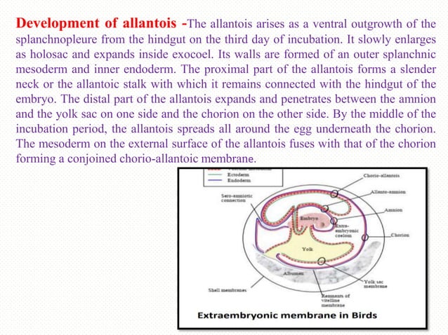 Extra embryonic membrane in chick, Types, Developments, Functions ...