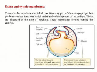 Extra embryonic membrane in chick, Types, Developments, Functions | PPTX