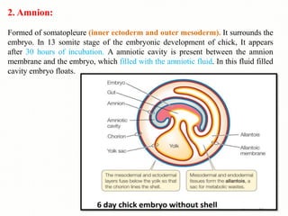 Extra embryonic membrane in chick, Types, Developments, Functions | PPTX