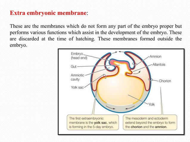 Extra embryonic membrane in chick, Types, Developments, Functions