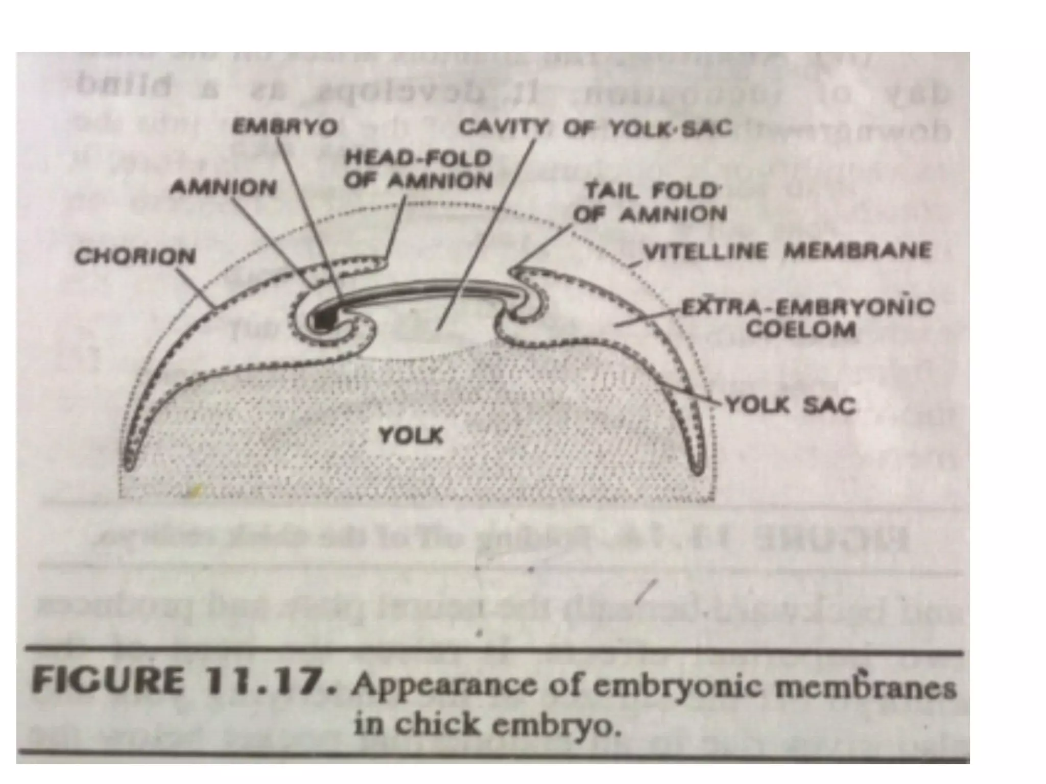 Extra embryonic membranes | PPT