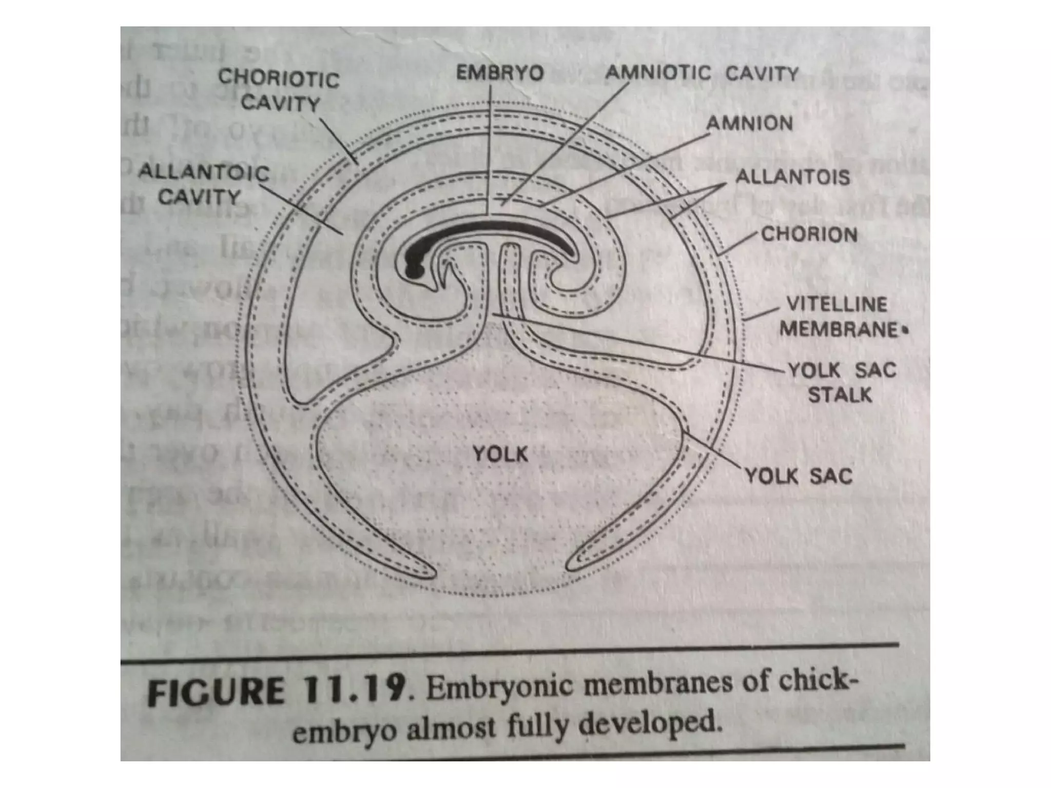 Extra embryonic membranes | PPT