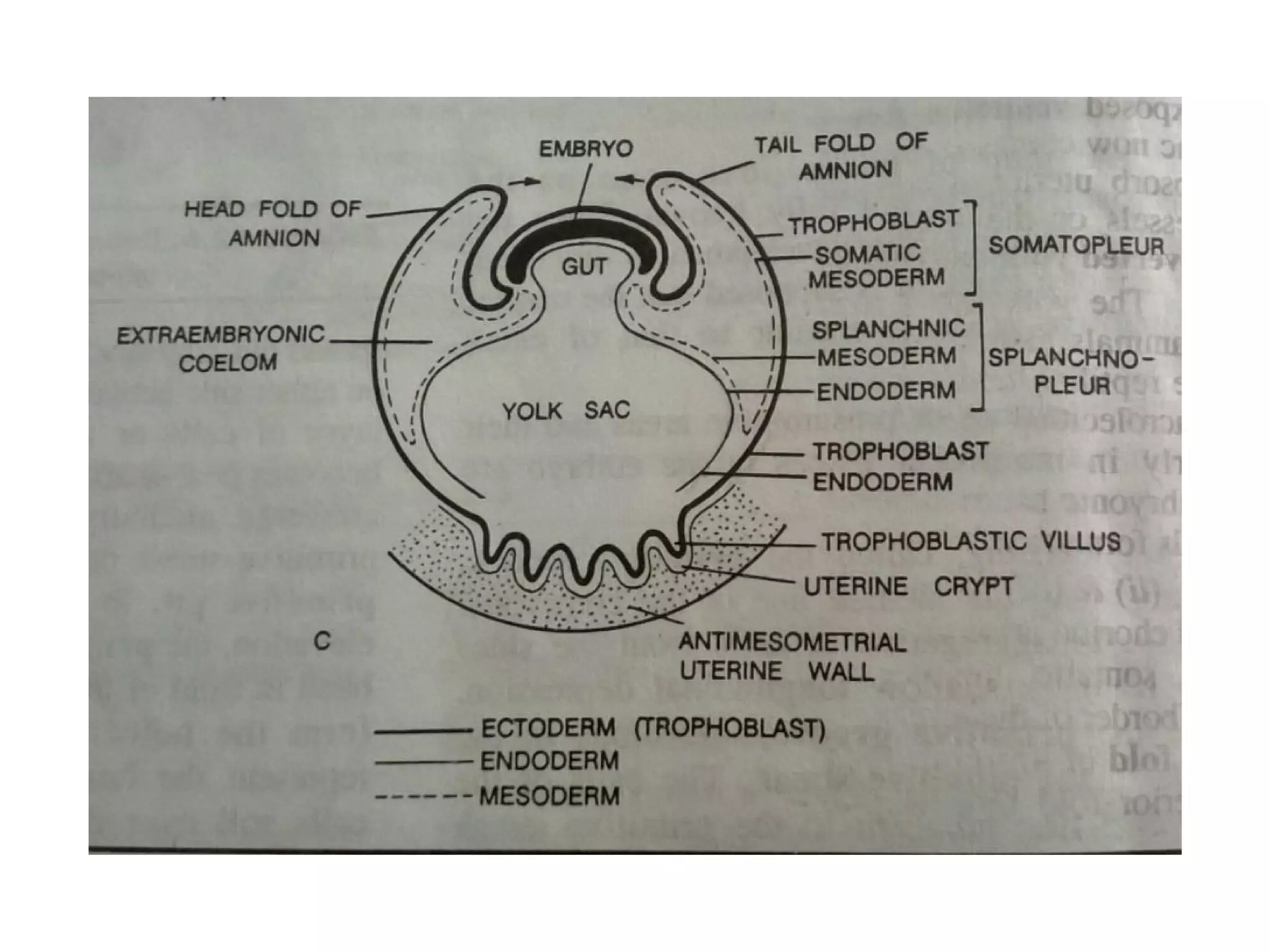 Extra embryonic membranes | PPT