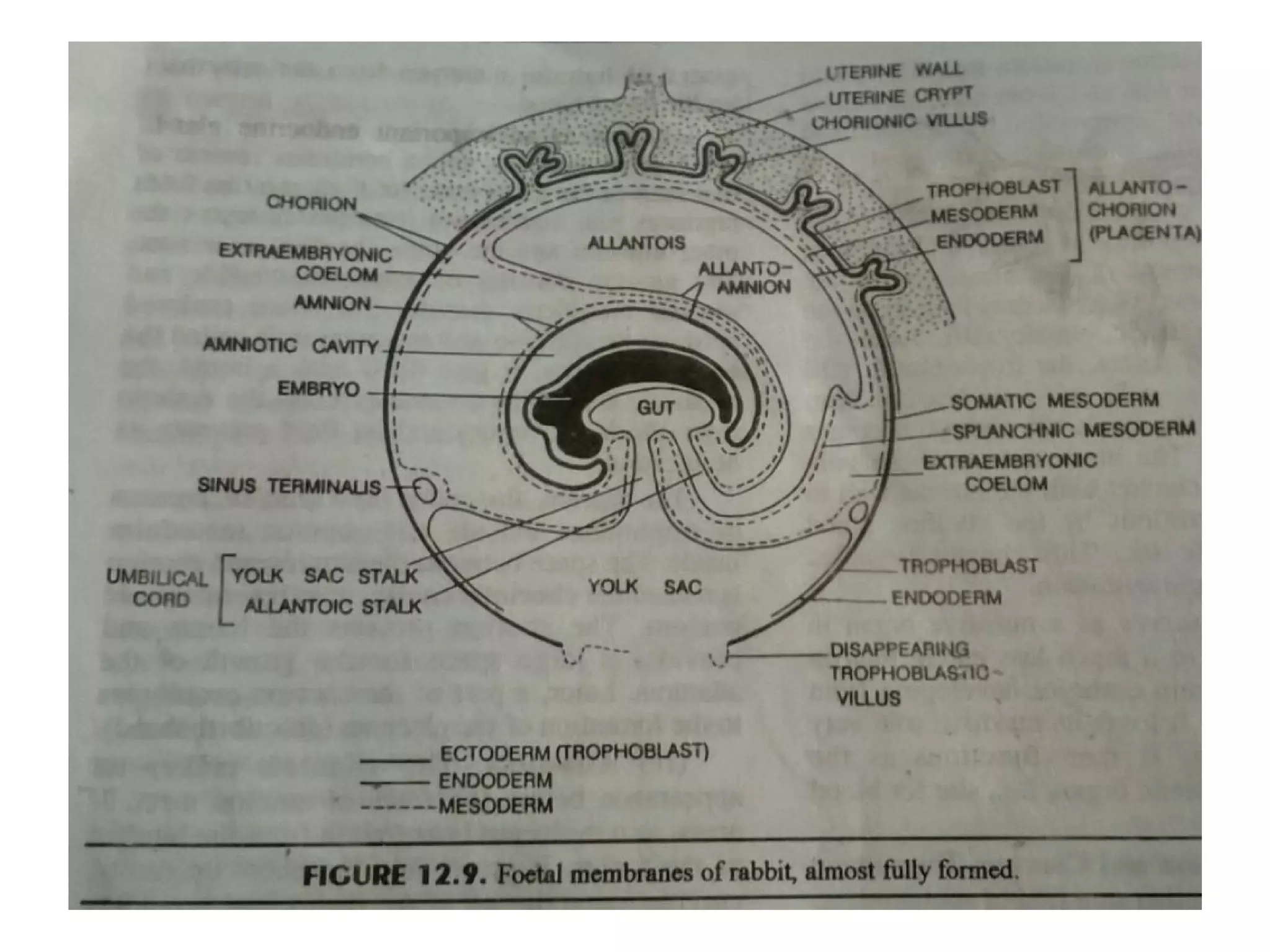 Extra embryonic membranes | PPT