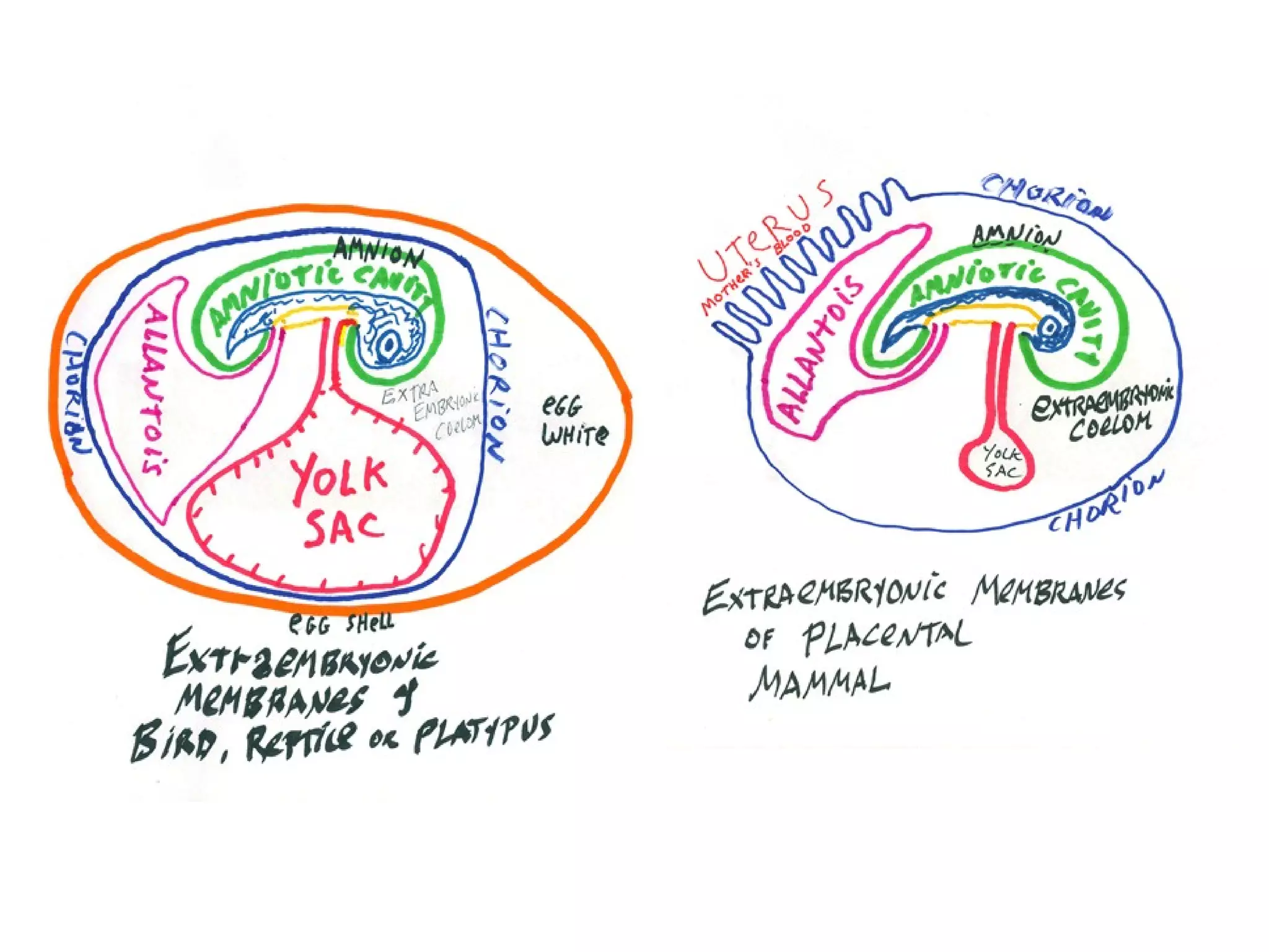 Extra embryonic membranes | PPT