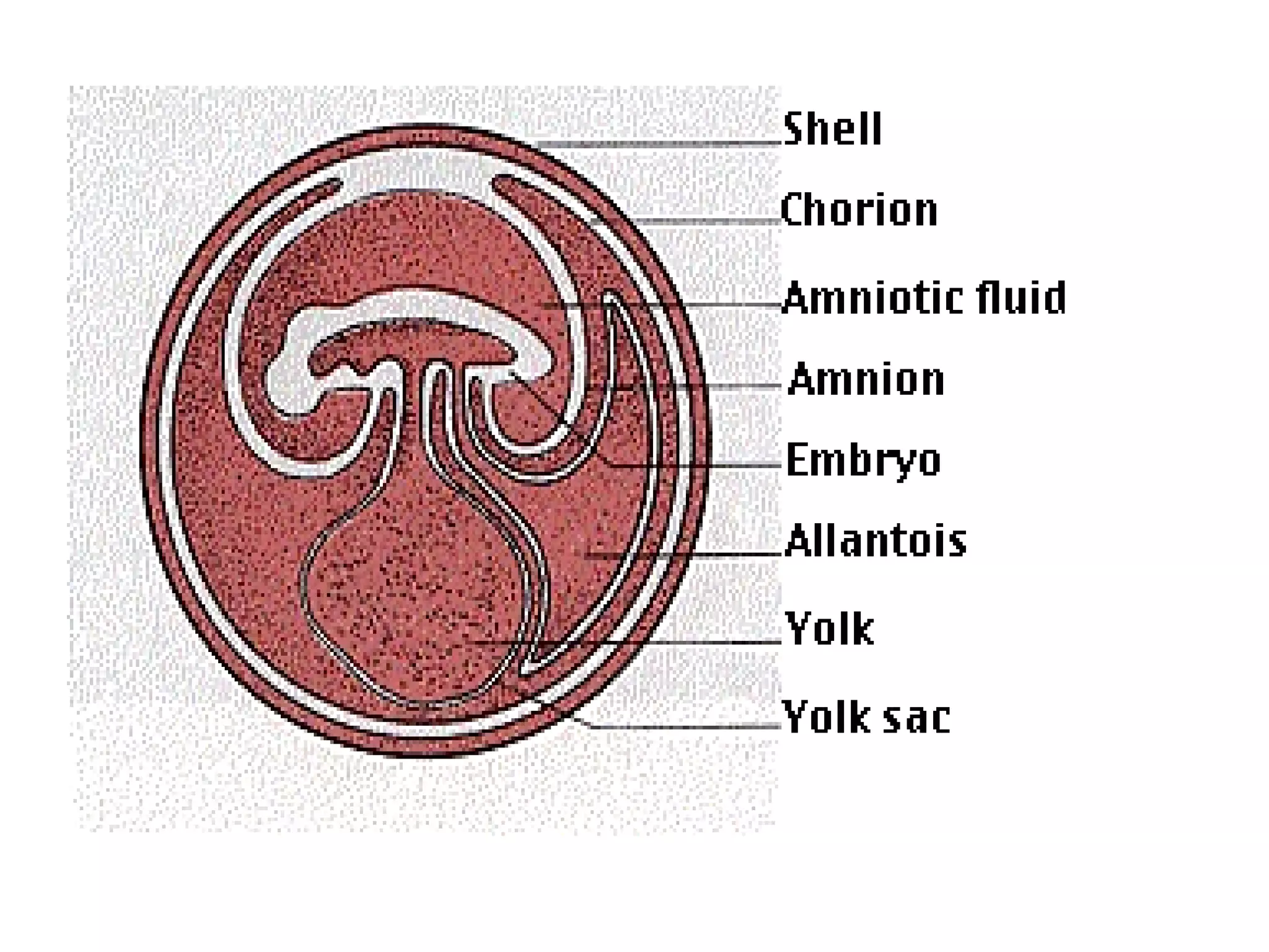 Extra embryonic membranes | PPT
