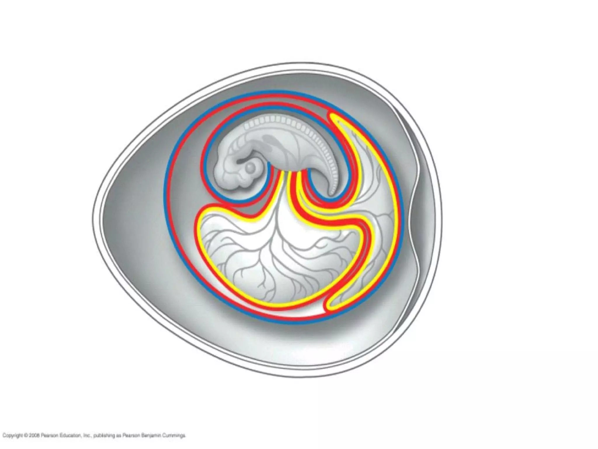 Extra embryonic membranes | PPT