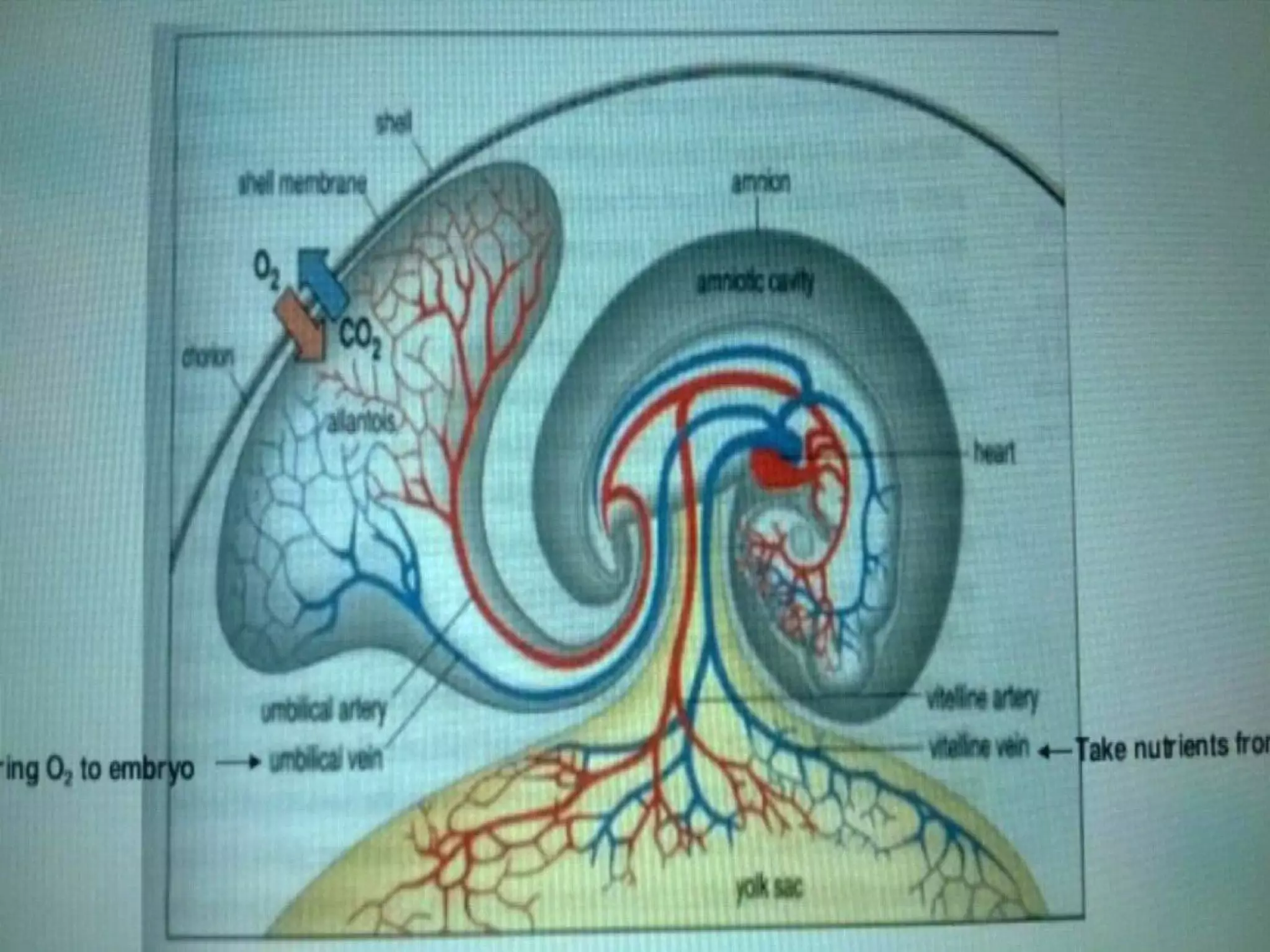Extra embryonic membranes | PPT