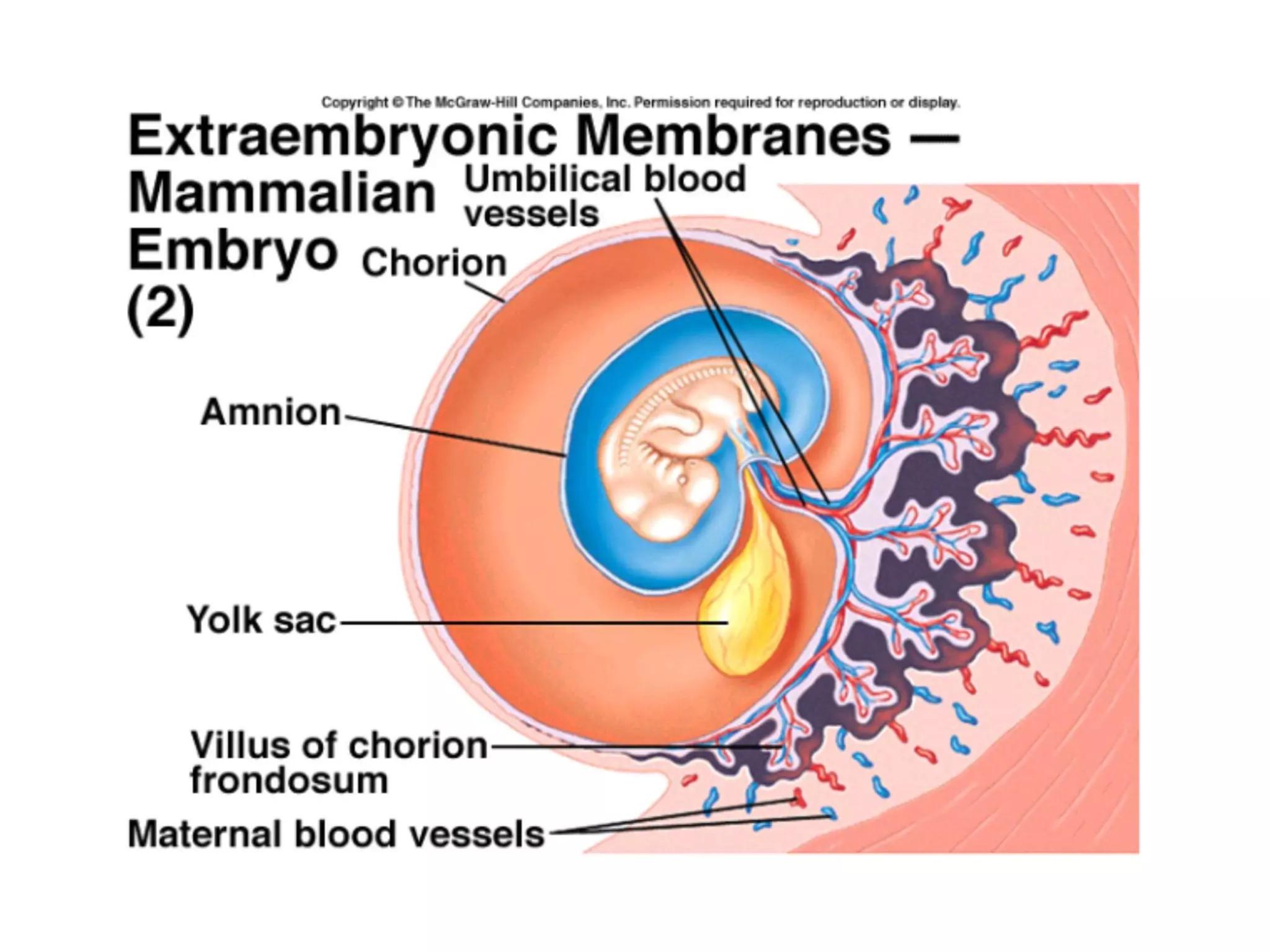 Extra embryonic membranes | PPT
