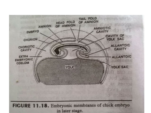 Extra embryonic membranes | PPT