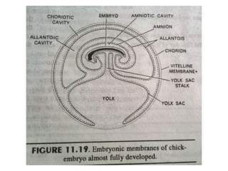 Extra embryonic membranes | PPT