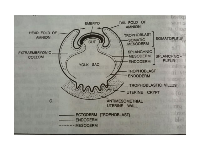 Extra embryonic membranes | PPT
