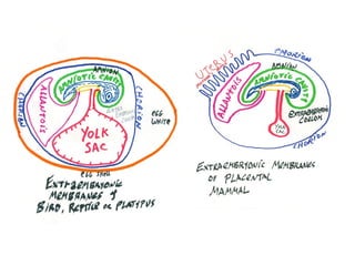 Extra embryonic membranes | PPT