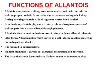 Extra embryonic membranes | PPT