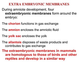 Extra embryonic membranes | PPT