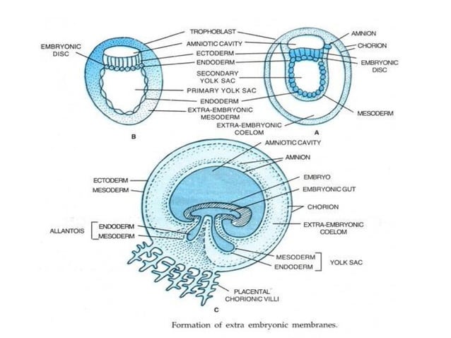Extra embryonic membranes | PPT