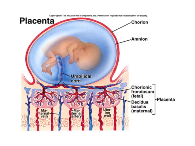 Extra embryonic membranes | PPT