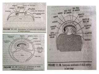 Extra embryonic membranes | PPT