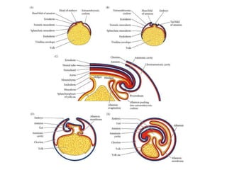 Extra embryonic membranes amniotes | PPTX