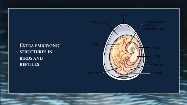 Extra embryonic structures