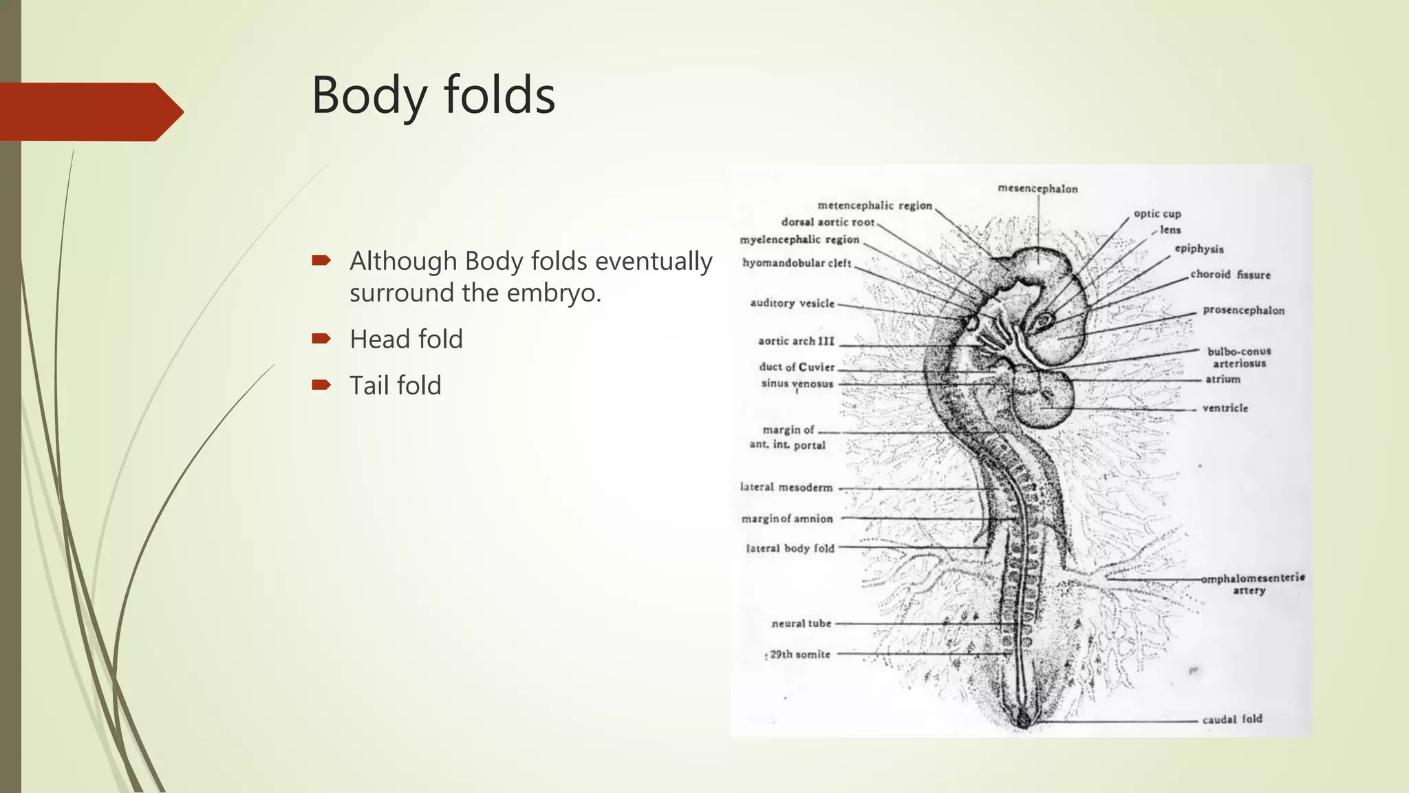 Extraembryonic structures in reptiles and birds | PPTX
