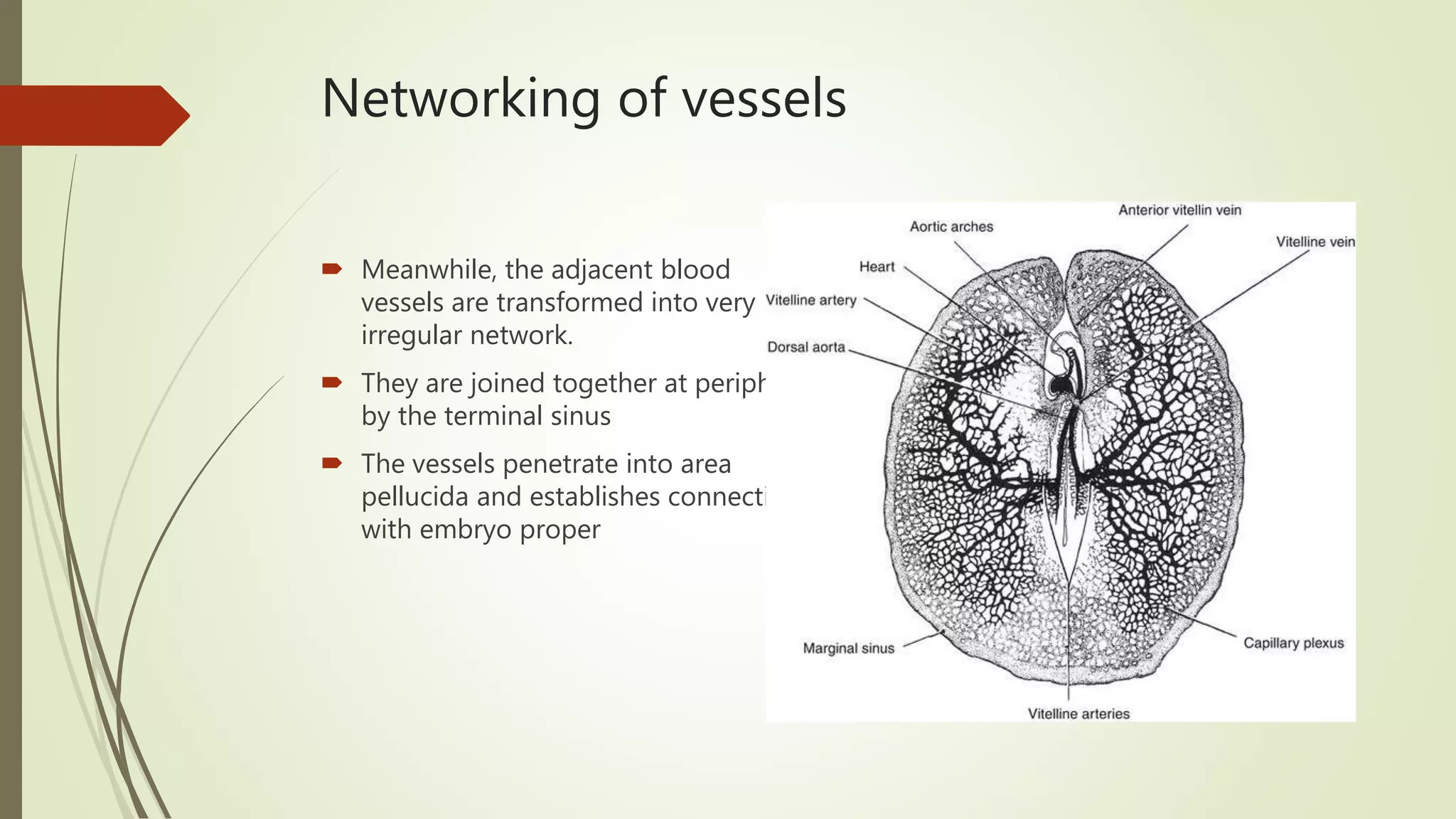 Extraembryonic structures in reptiles and birds | PPTX