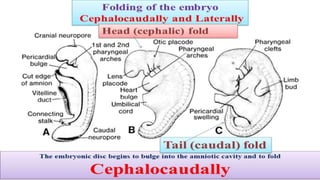 Extraembryonic structures in reptiles and birds | PPTX