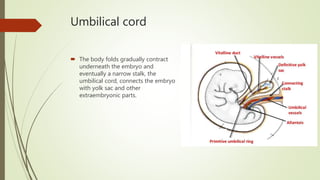 Extraembryonic structures in reptiles and birds | PPTX