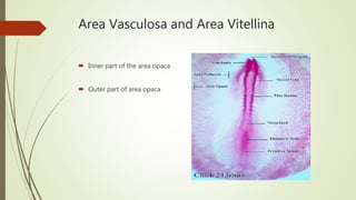 Extraembryonic structures in reptiles and birds | PPTX
