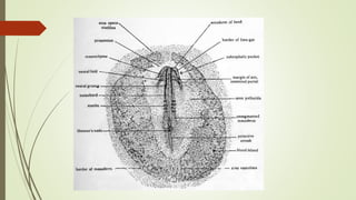 Extraembryonic structures in reptiles and birds | PPTX