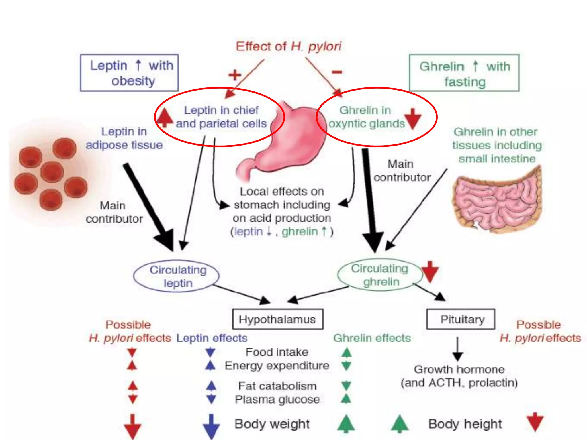 Extra gastric & extra intestinal manifestations of h.pylori | PPTX