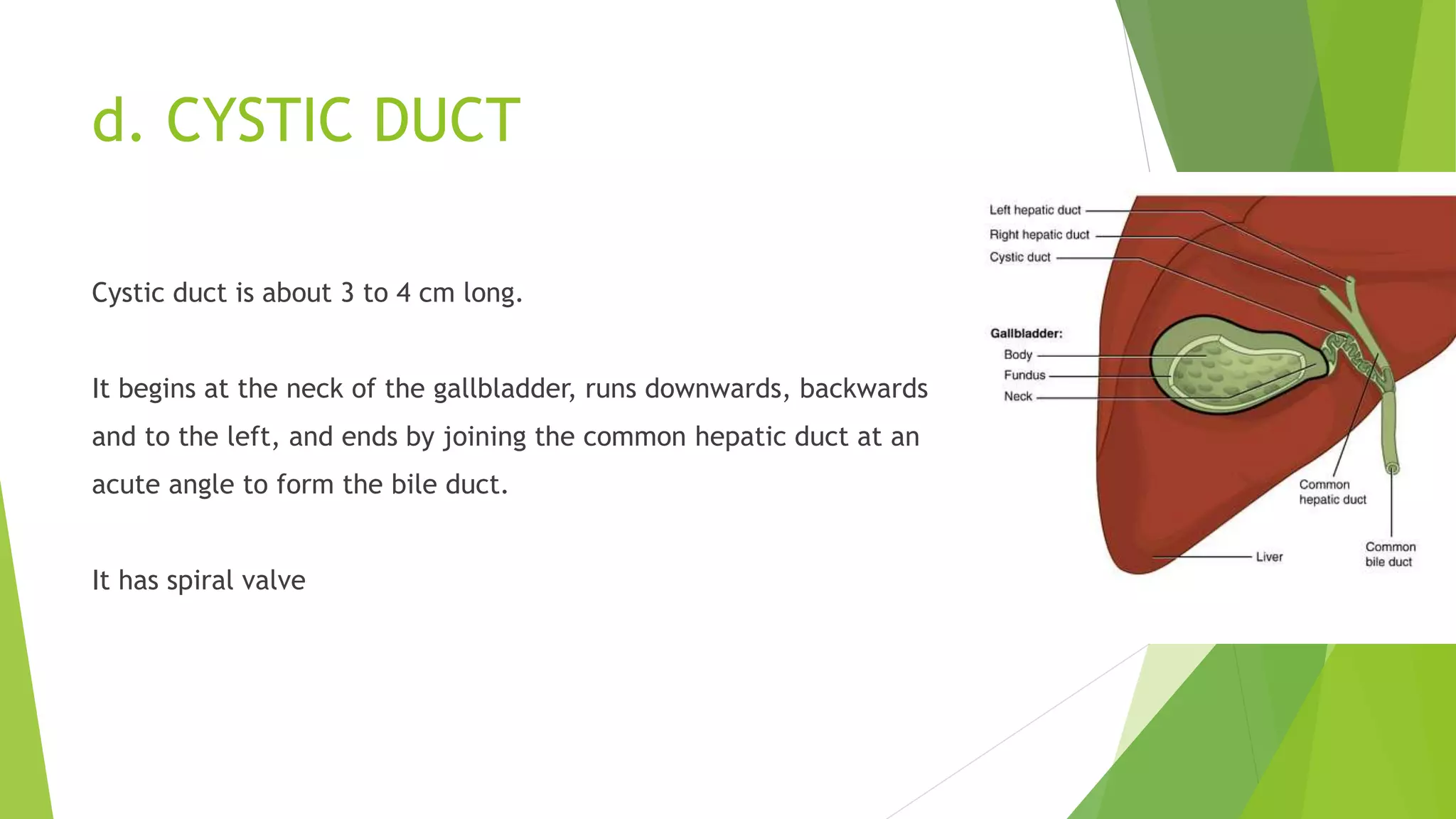 Extrahepatic Biliary Apparatus | PPTX