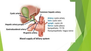 Extrahepatic Biliary Apparatus | PPTX