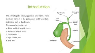 Extrahepatic Biliary Apparatus | PPTX